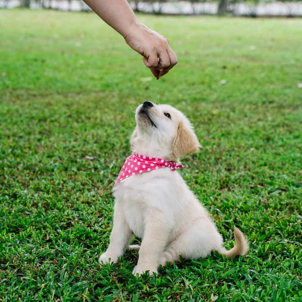 What Is Positive Reinforcement In Dog Training?: The Basics