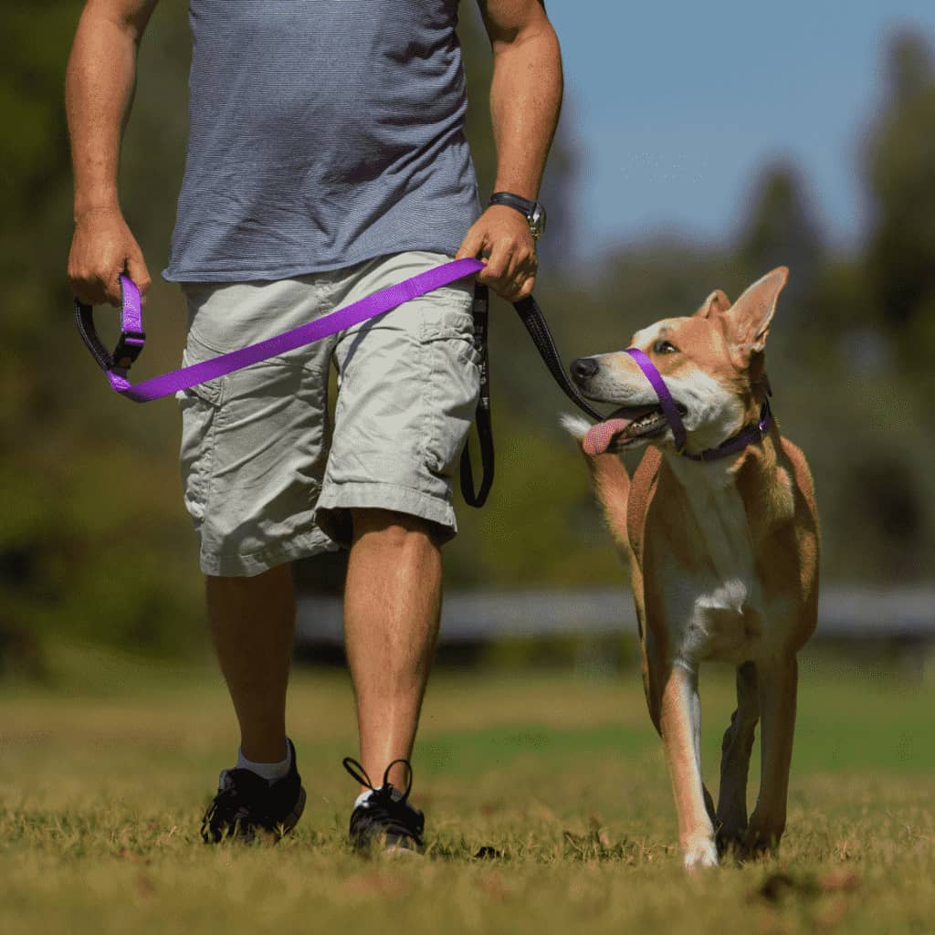 Buy Canny Collar | Best Dog Head Collar For Leash Pulling